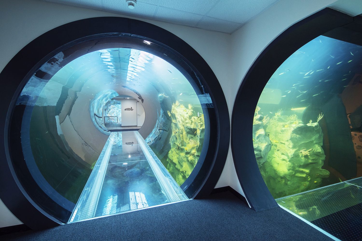 Dům Moře (Haus Des Meeres) | Na vlně beztíže